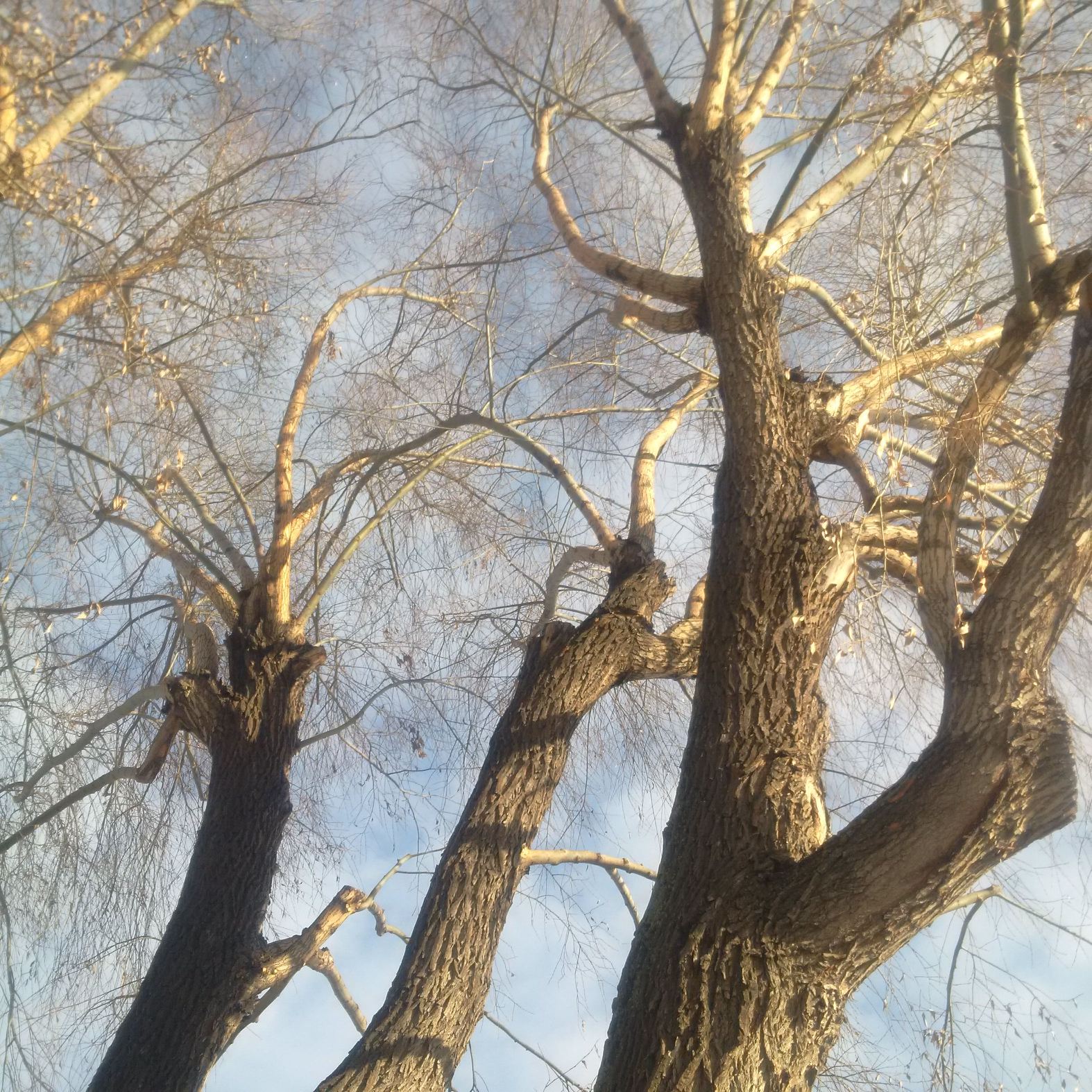 Just Trees Edmonton – Your Mature Tree Care Specialists and Tree ...