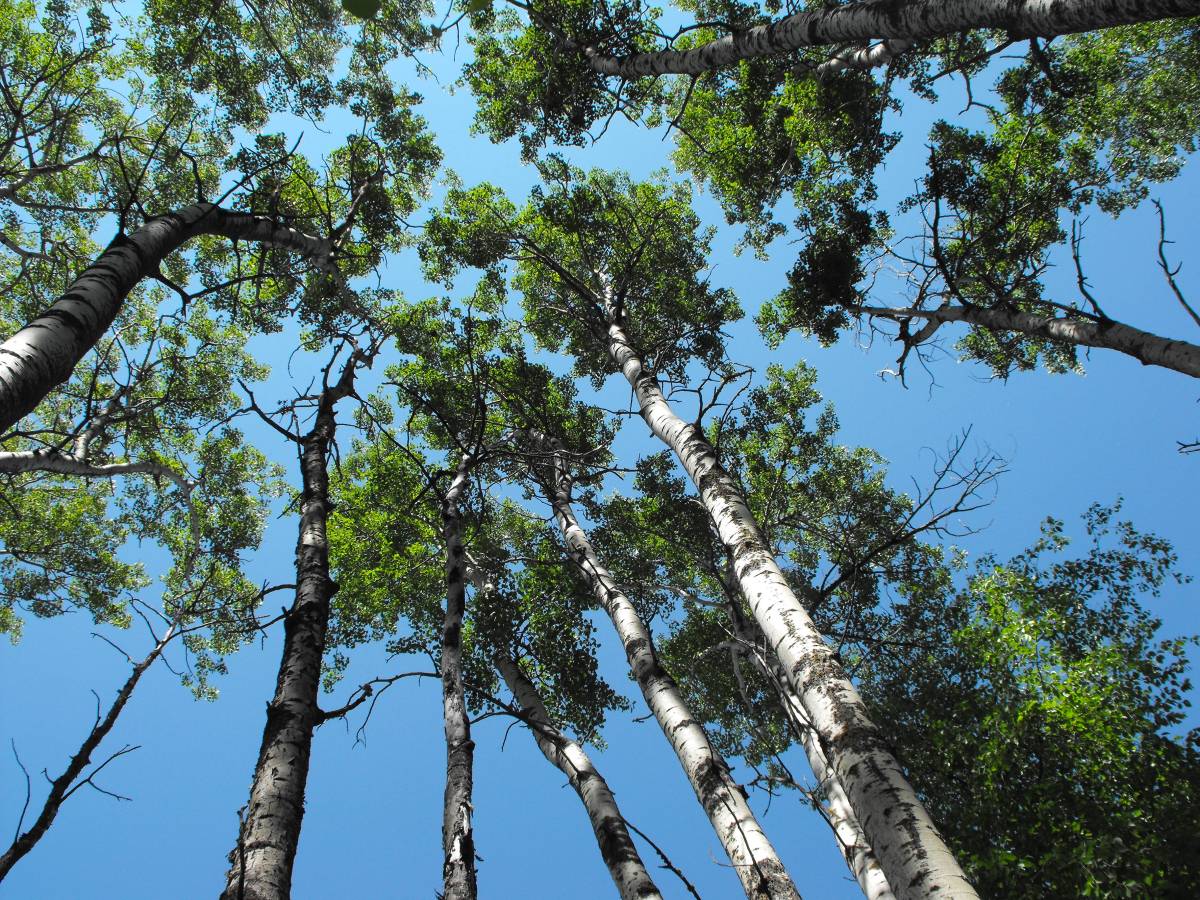 Arborist Consultation Services – Just Trees Edmonton