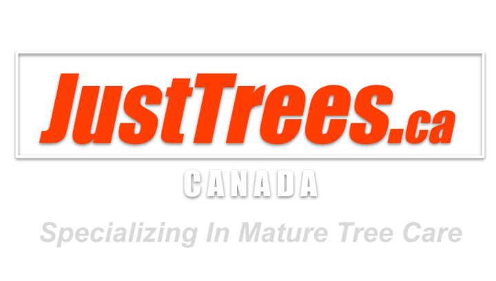 Just Trees Edmonton – Your Mature Tree Care Specialists and Tree ...